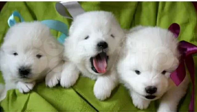 Самоедская лайка