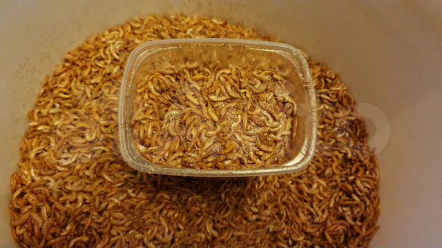 Гамарус высушенный