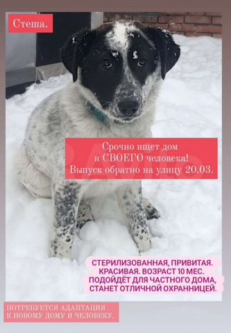 Собака в добрые руки. Стеша