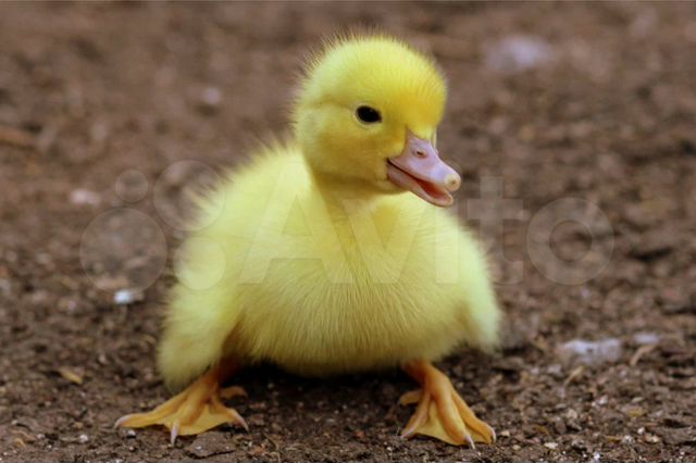 Утка белая Стар 53