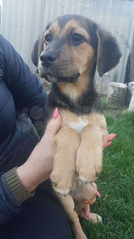 Щенок в добрые руки бесплатно