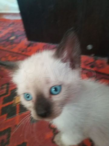 Голубоглазые котики