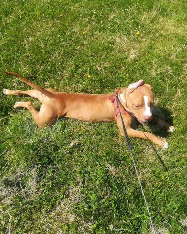 Питбуль вязка