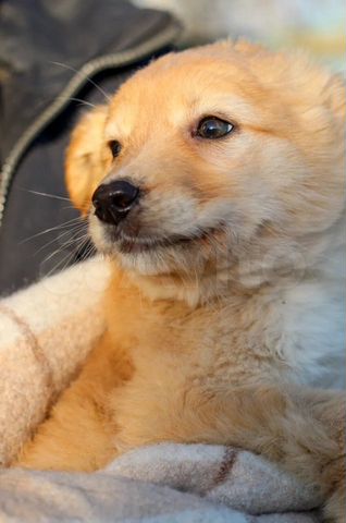 Золотая девочка, 2 месяца ищет дом