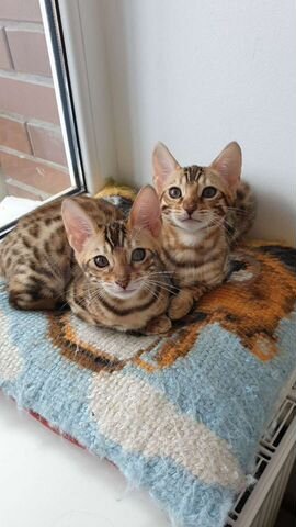 Бенгальская кошка