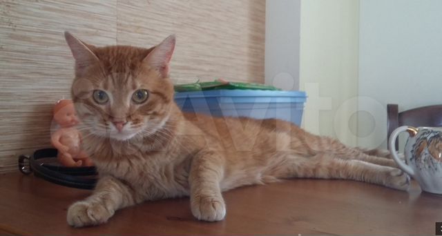 Отдаем в хорошие ответственные руки нашего кота